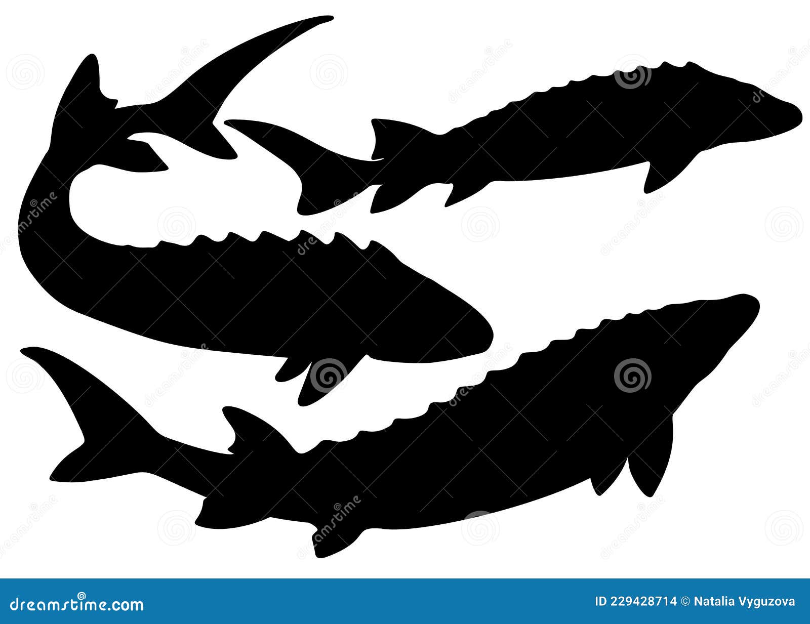 Big and Beautiful Sturgeon in the Set. Stock Vector - Illustration of ...