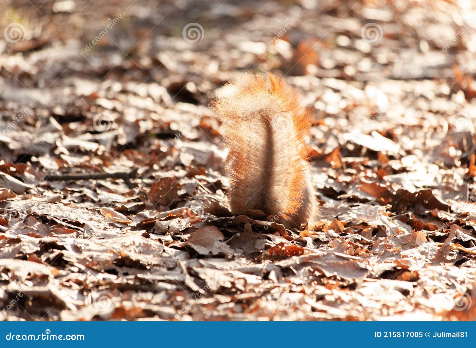 Big Beautiful Tail of a Squirrel Stock Image - Image of glows, funny ...