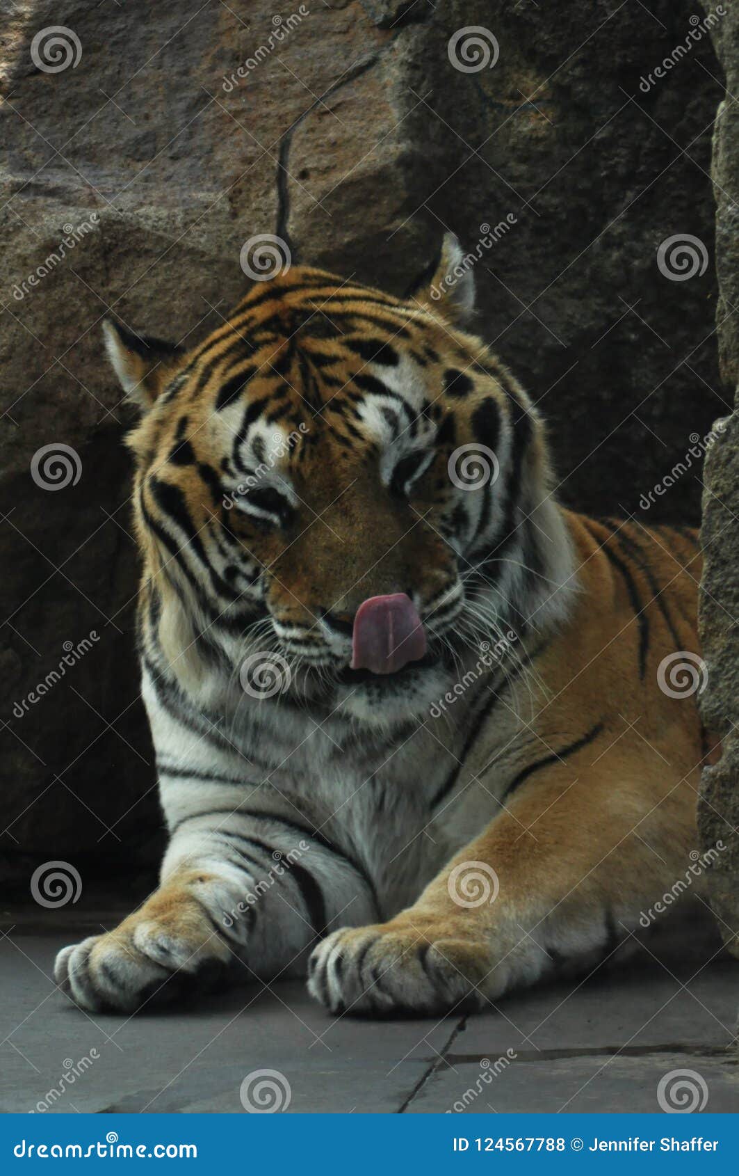 Big tiger stock photo. Image of wildlife, beautiful - 124567788