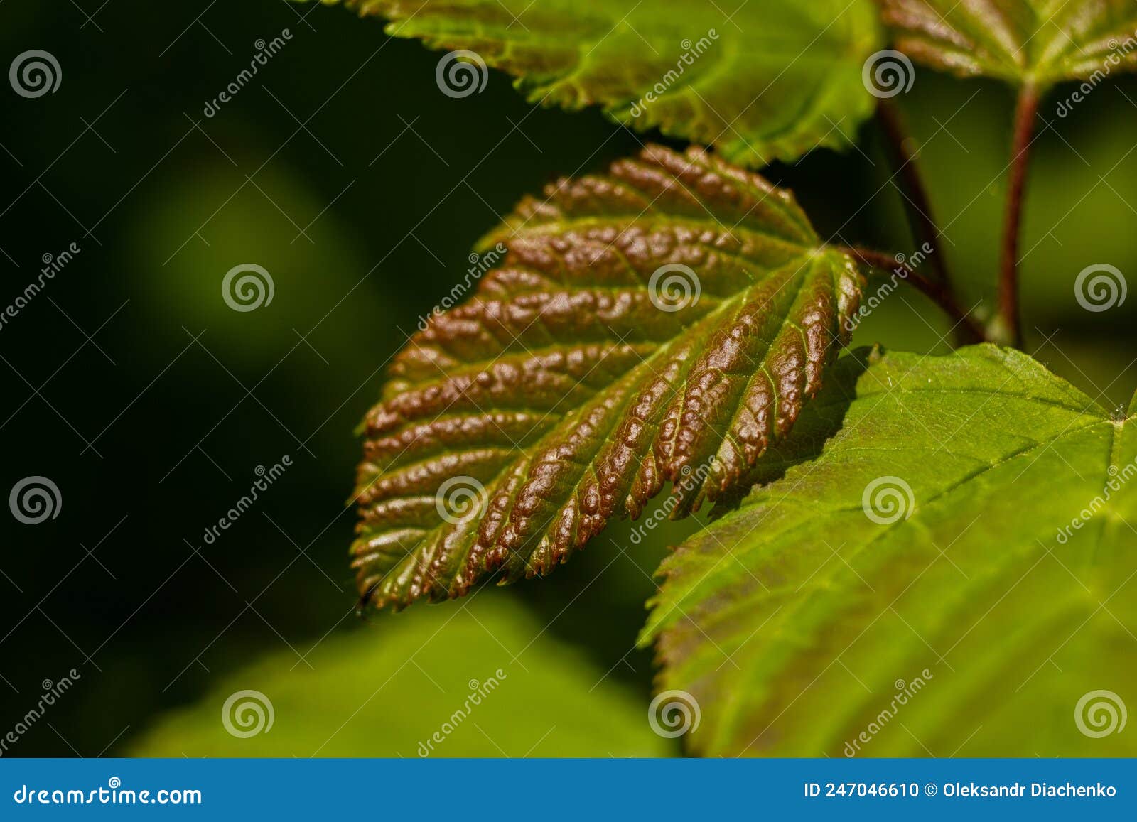 Big Beautiful Tree Leaf Spring Macro Background Stock Photo - Image of ...