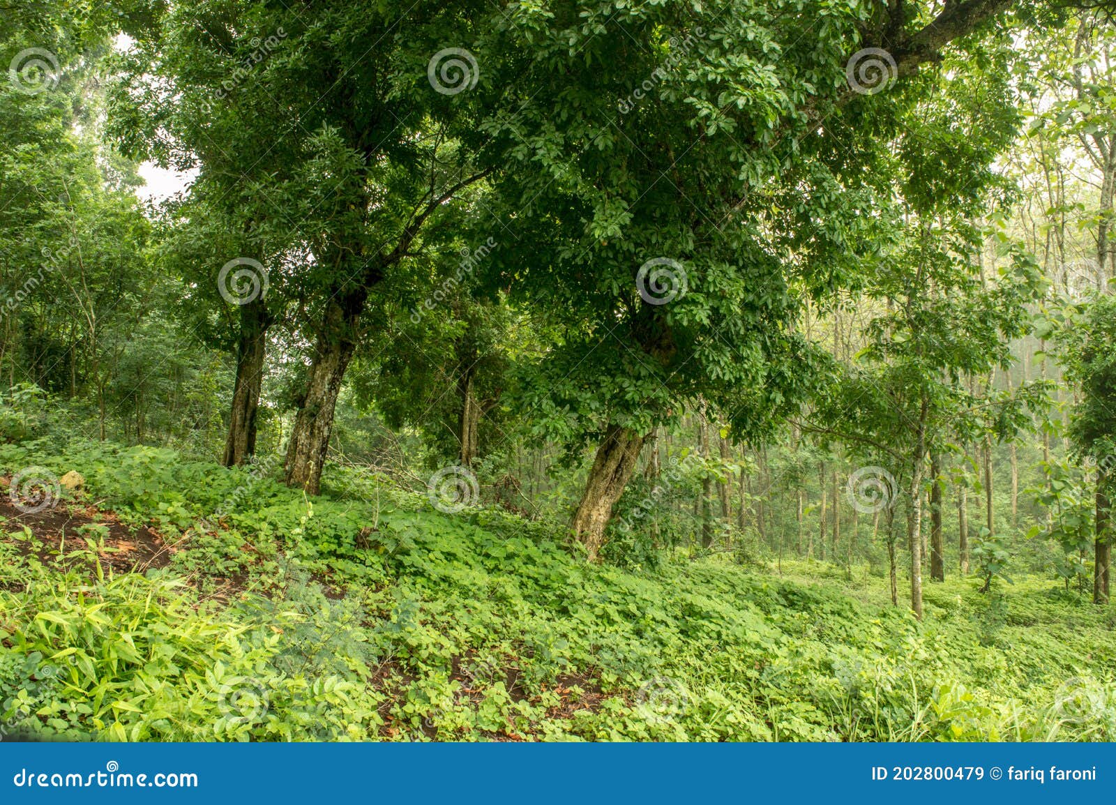 Big Beautiful Trees in the Middle of a Soothing Tropical Rainforest ...