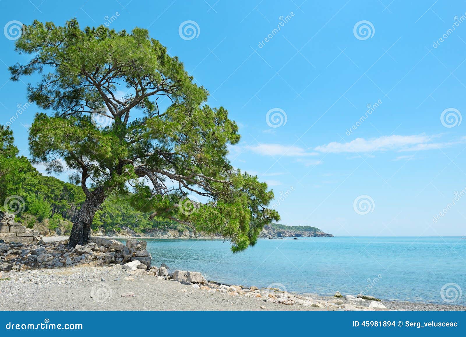 Big beautiful tree stock photo. Image of hillside, gulf - 45981894