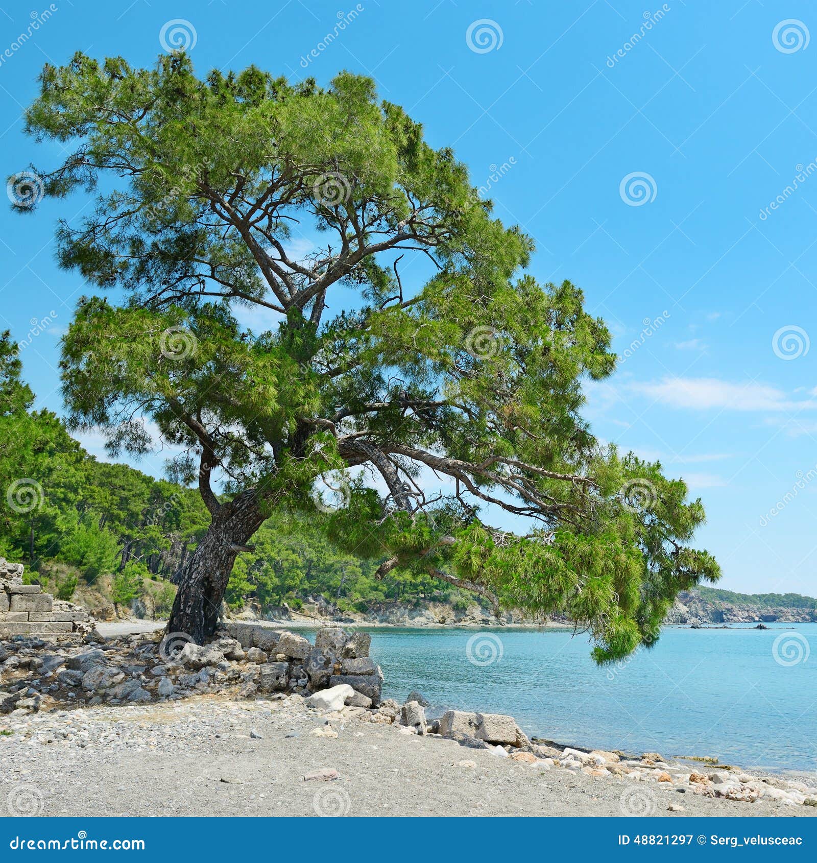 Big beautiful tree stock image. Image of pines, mountains - 48821297