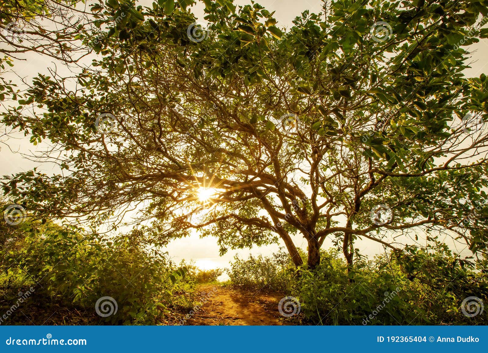 Big Beautiful Tree in Sunset Time Stock Photo - Image of sunset ...