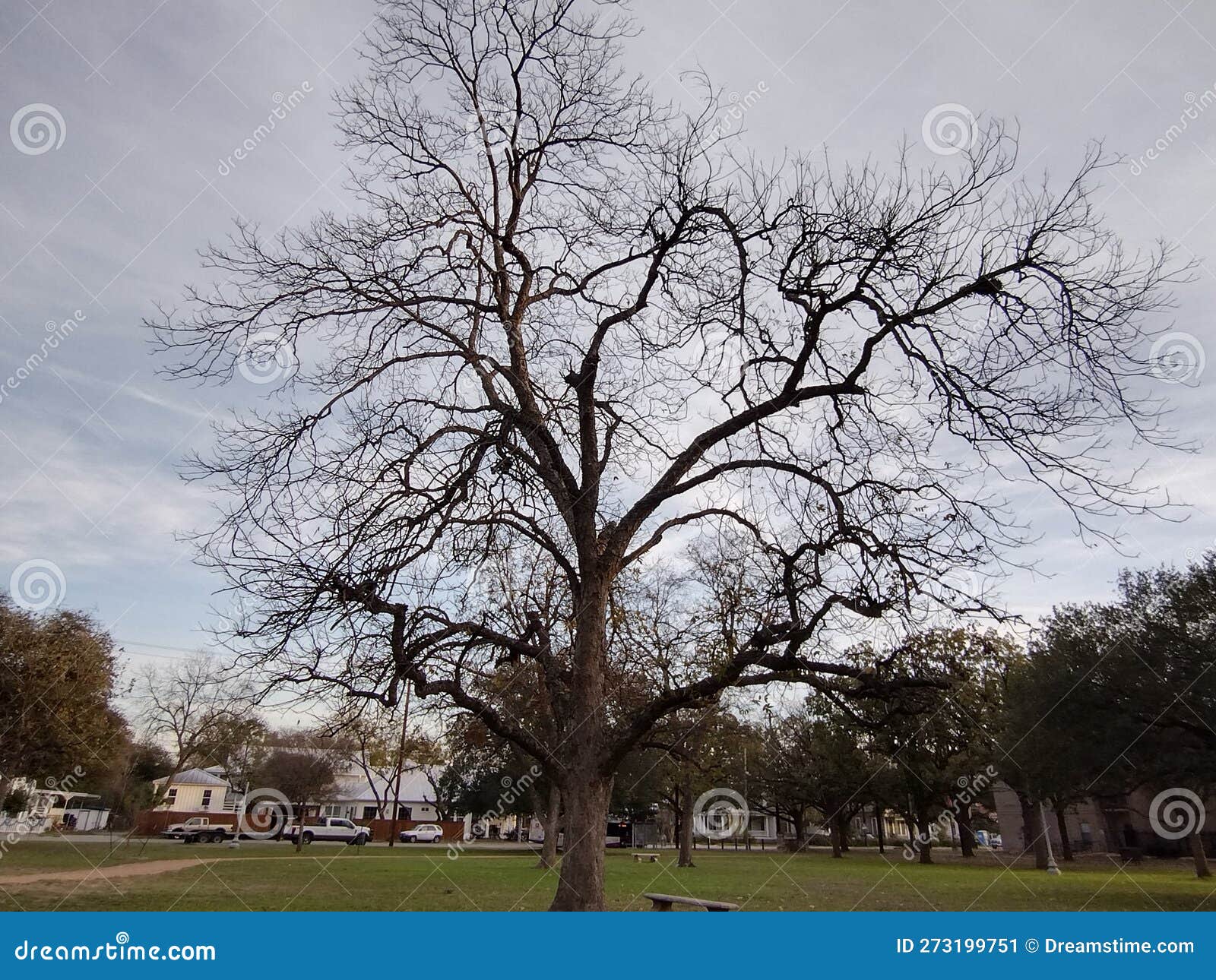 Big Beautiful Tree with Trees in the Back Stock Image - Image of ...