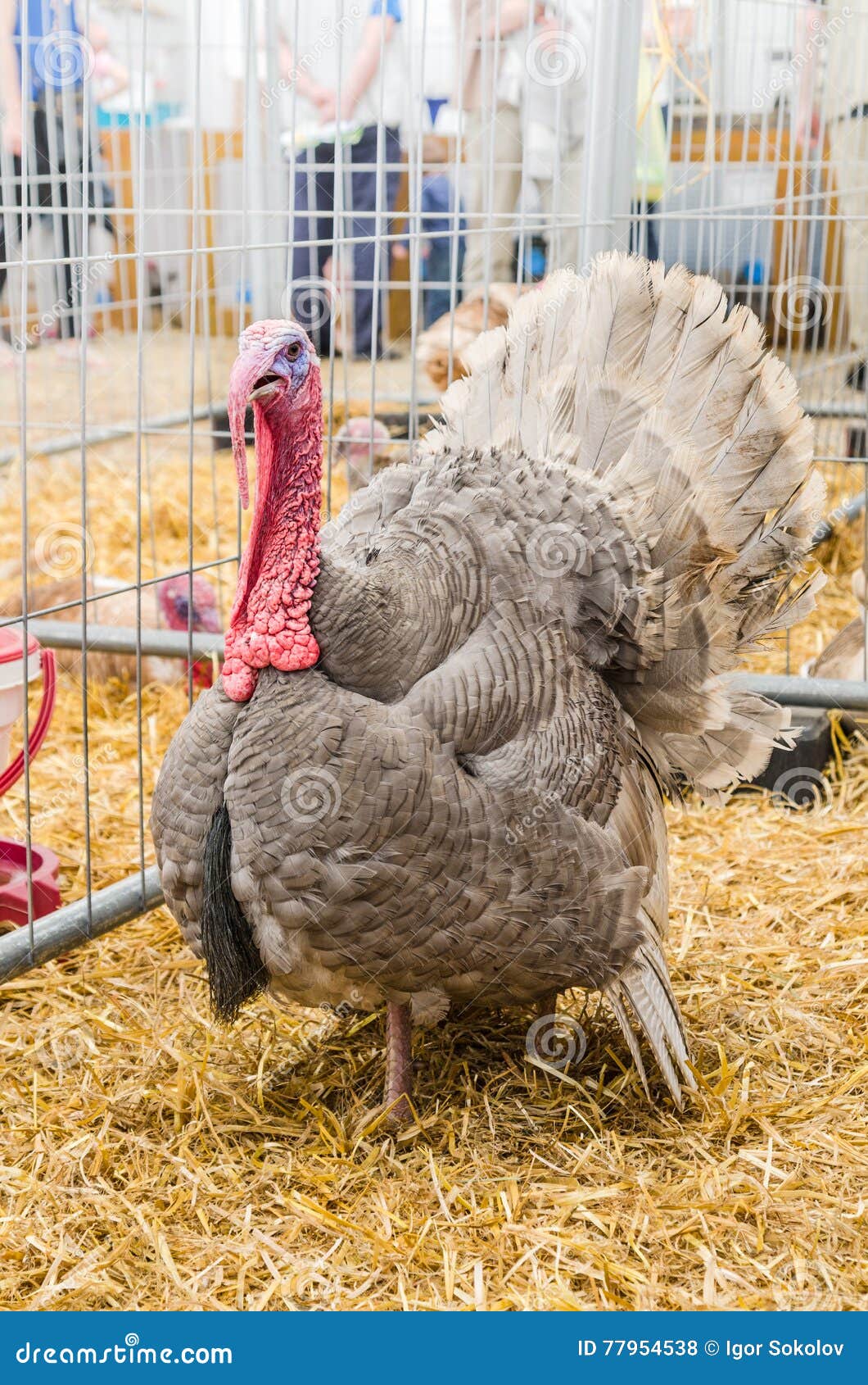 Big Beautiful Turkey , Close-up Stock Photo - Image of head, beak: 77954538