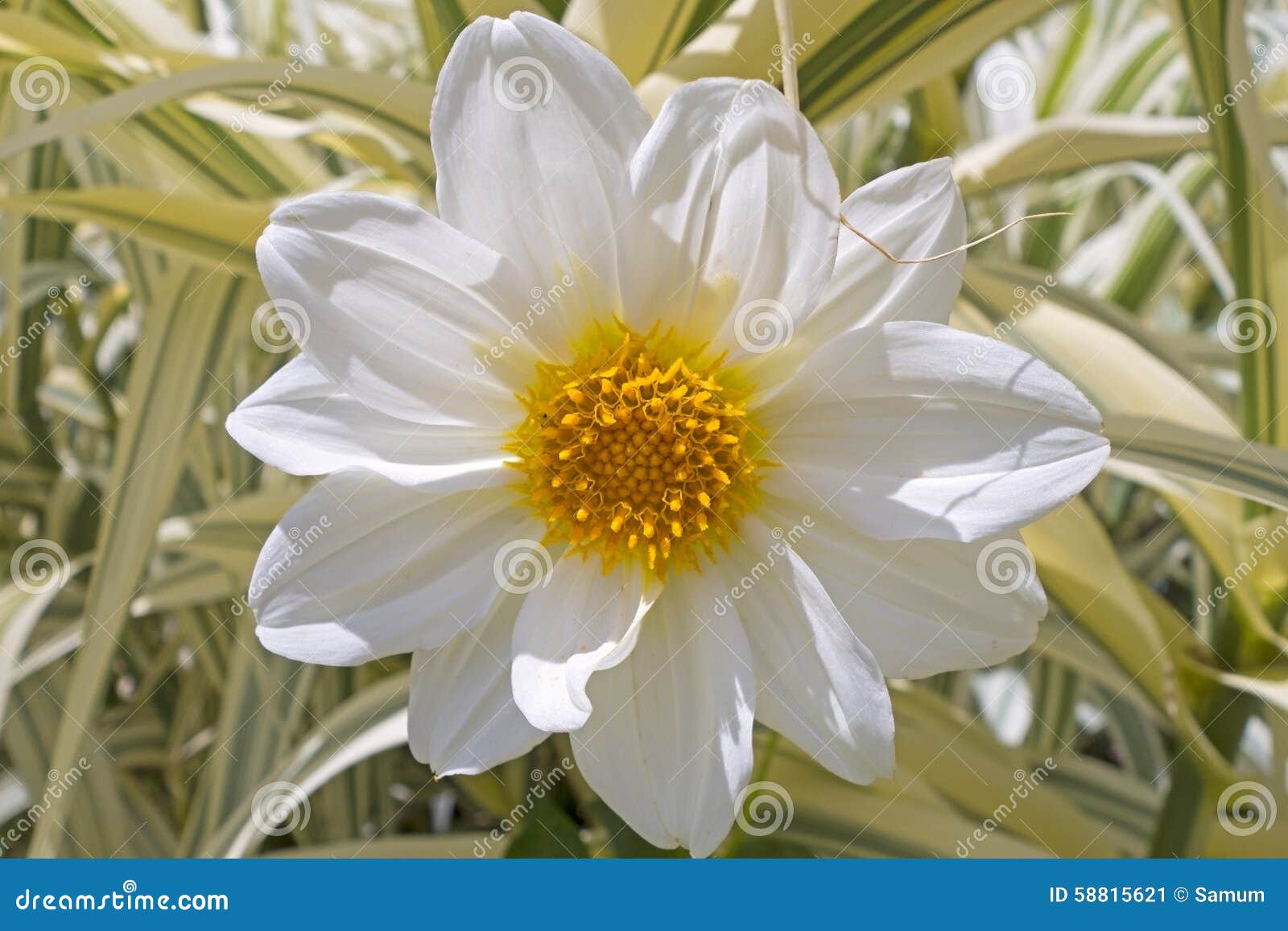 Big beautiful white flower stock image. Image of petal - 58815621