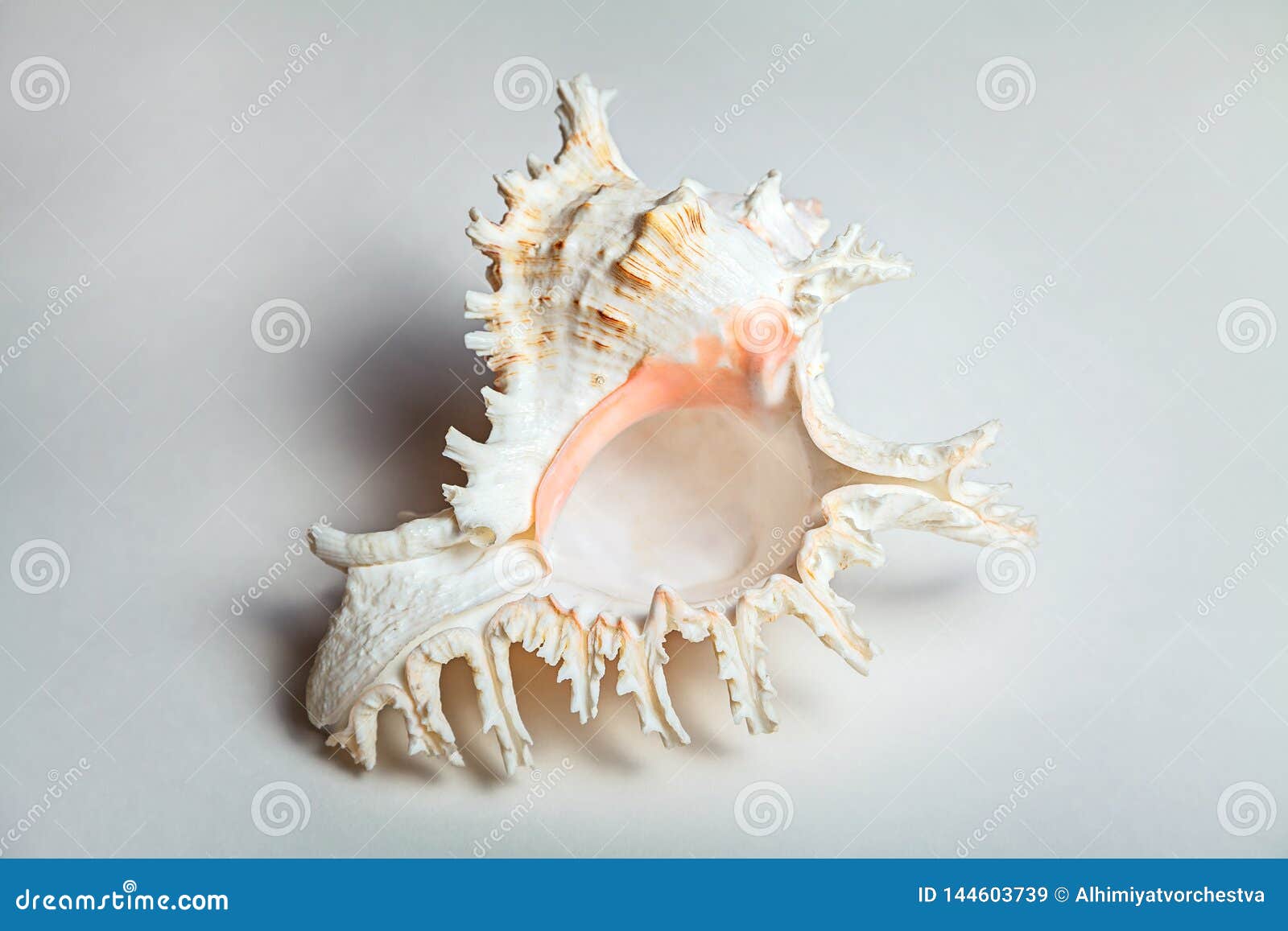 Big Beautiful White Shell with Sharp Edges on a Gray Background Stock ...