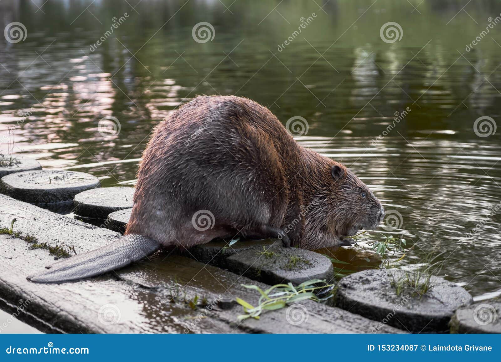 Big Beaver in a River Gnawing on a Branch. Latvia, Riga Stock Image ...