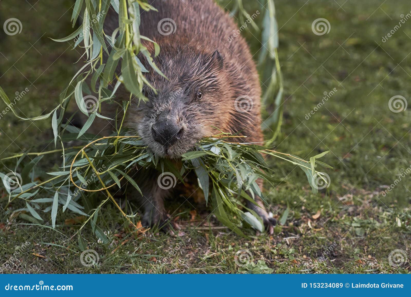 Big Beaver in a River Gnawing on a Branch. Latvia, Riga Stock Image ...