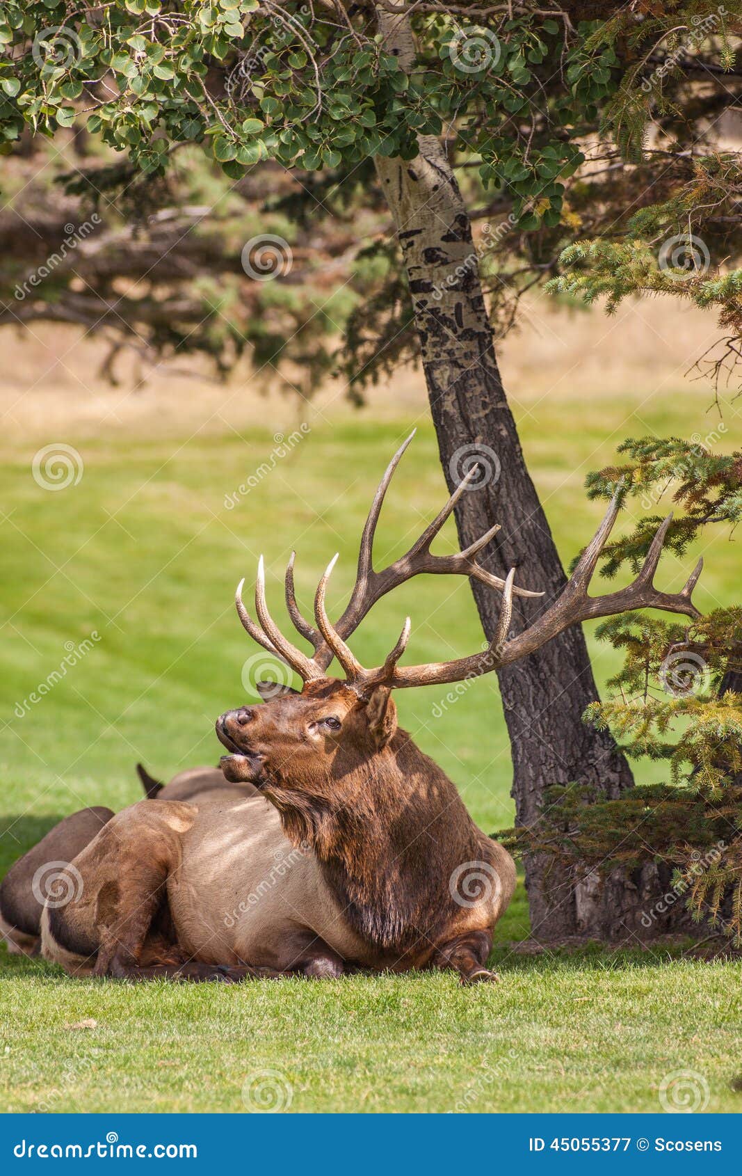 Big Bedded Bull Elk Bugling Stock Image - Image of colorado, hoofed ...