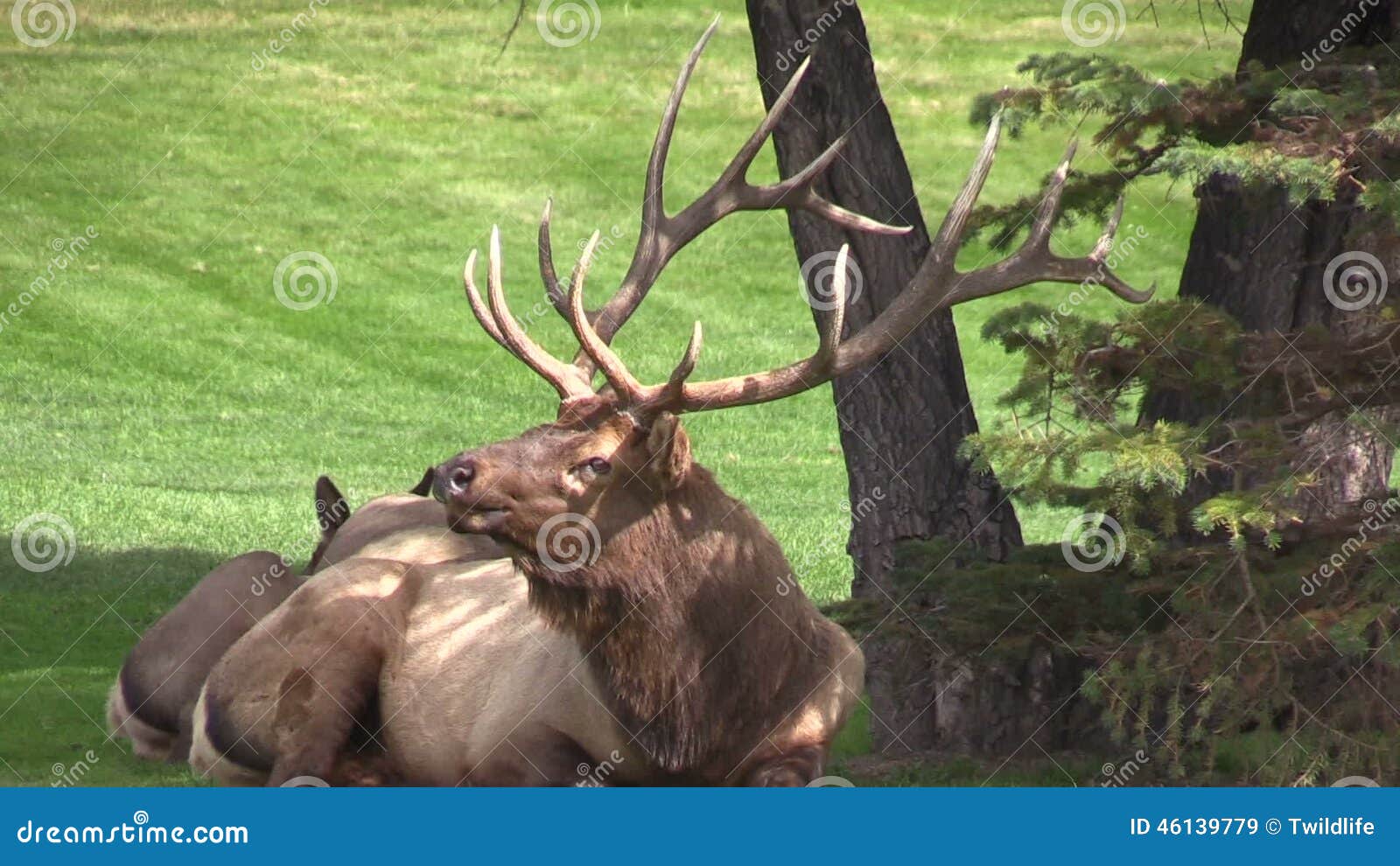 Big Bedded Bull Elk Bugling Stock Video - Video of bull, colorado: 46139779