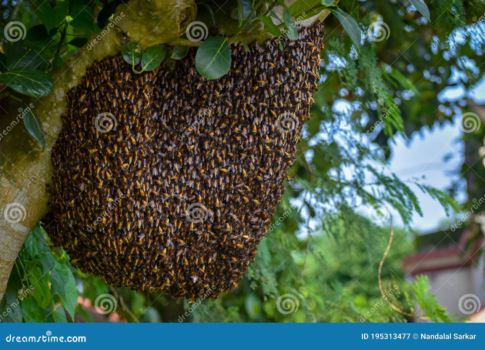 Big Bee Hive on Branch of Tree in Nature Stock Image - Image of outdoor ... Big Bee Hive on Branch of Tree in Nature Stock Image - Image of outdoor ...