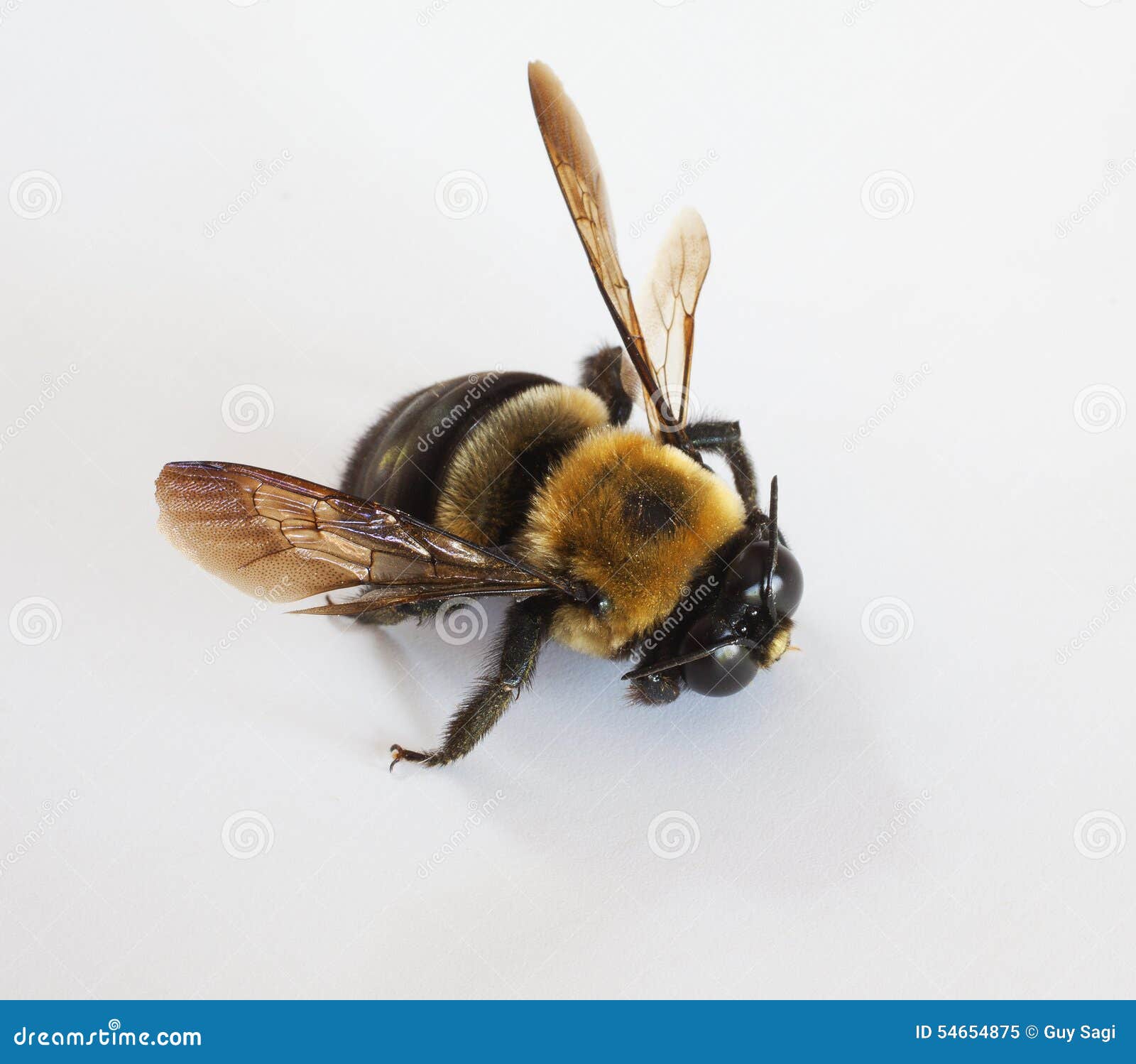 Big bee stock image. Image of male, body, pest, brown - 54654875