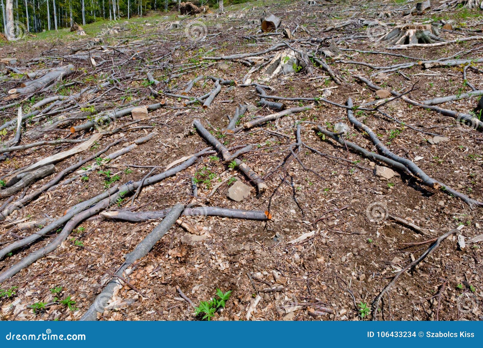 Beech Tree Stumps, Logs and Branches in a Clearcut Area Stock Photo ...