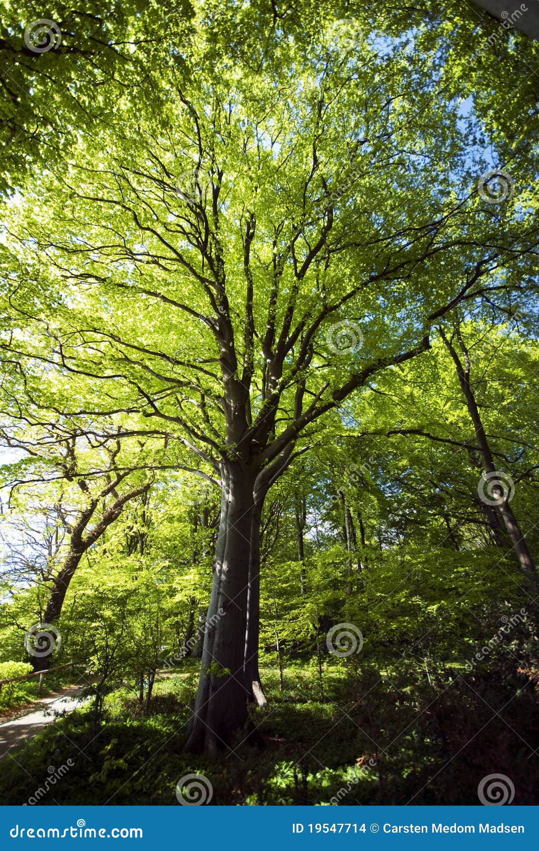 Big beech tree stock photo. Image of green, nature, treetop - 19547714