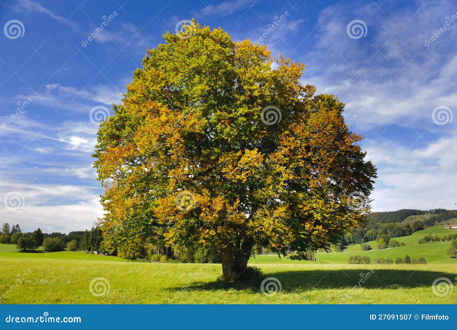 Big beech tree stock image. Image of fall, field, outdoor - 27091507
