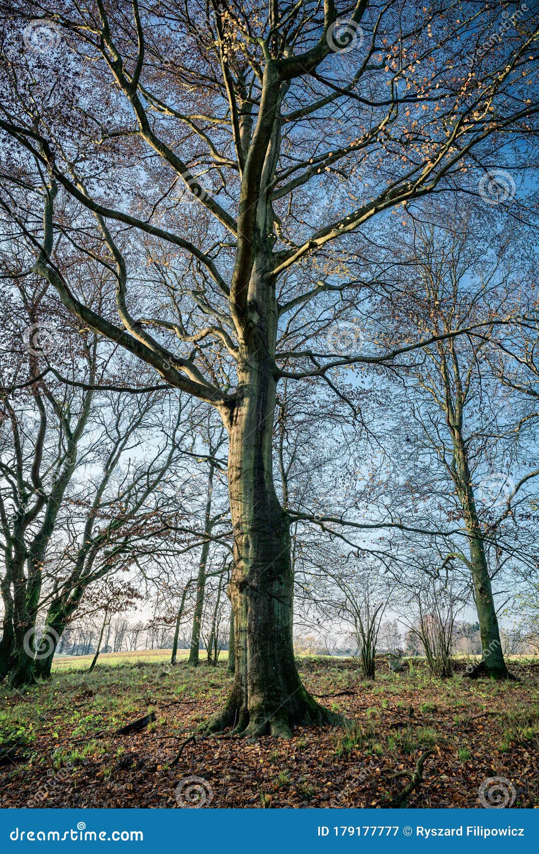 Big beech tree in autumn. stock image. Image of leaf - 179177777