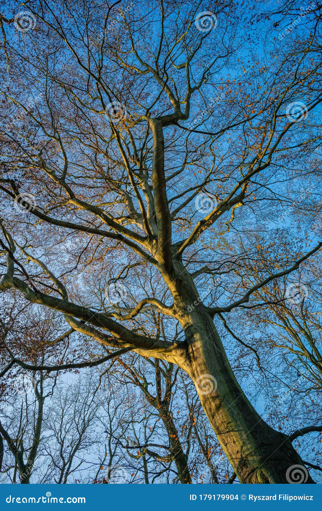 Big beech tree in autumn. stock photo. Image of landscape - 179179904