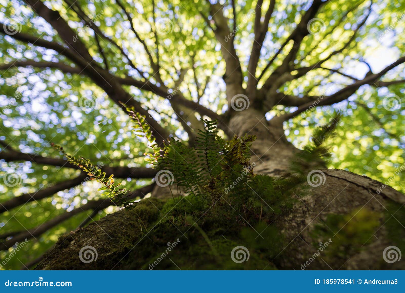 Big beech tree stock image. Image of forest, environment - 185978541