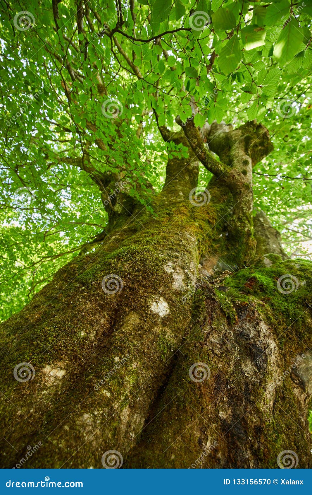 Big beech tree stock photo. Image of plant, huge, wood - 133156570