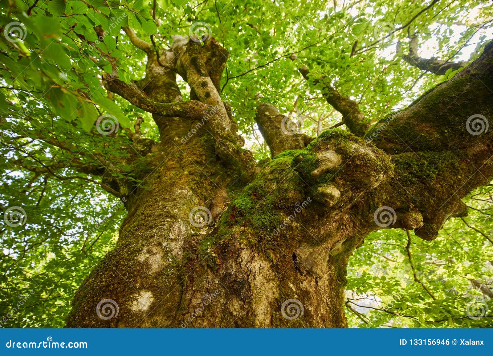 Big beech tree stock photo. Image of huge, beech, bark - 133156946