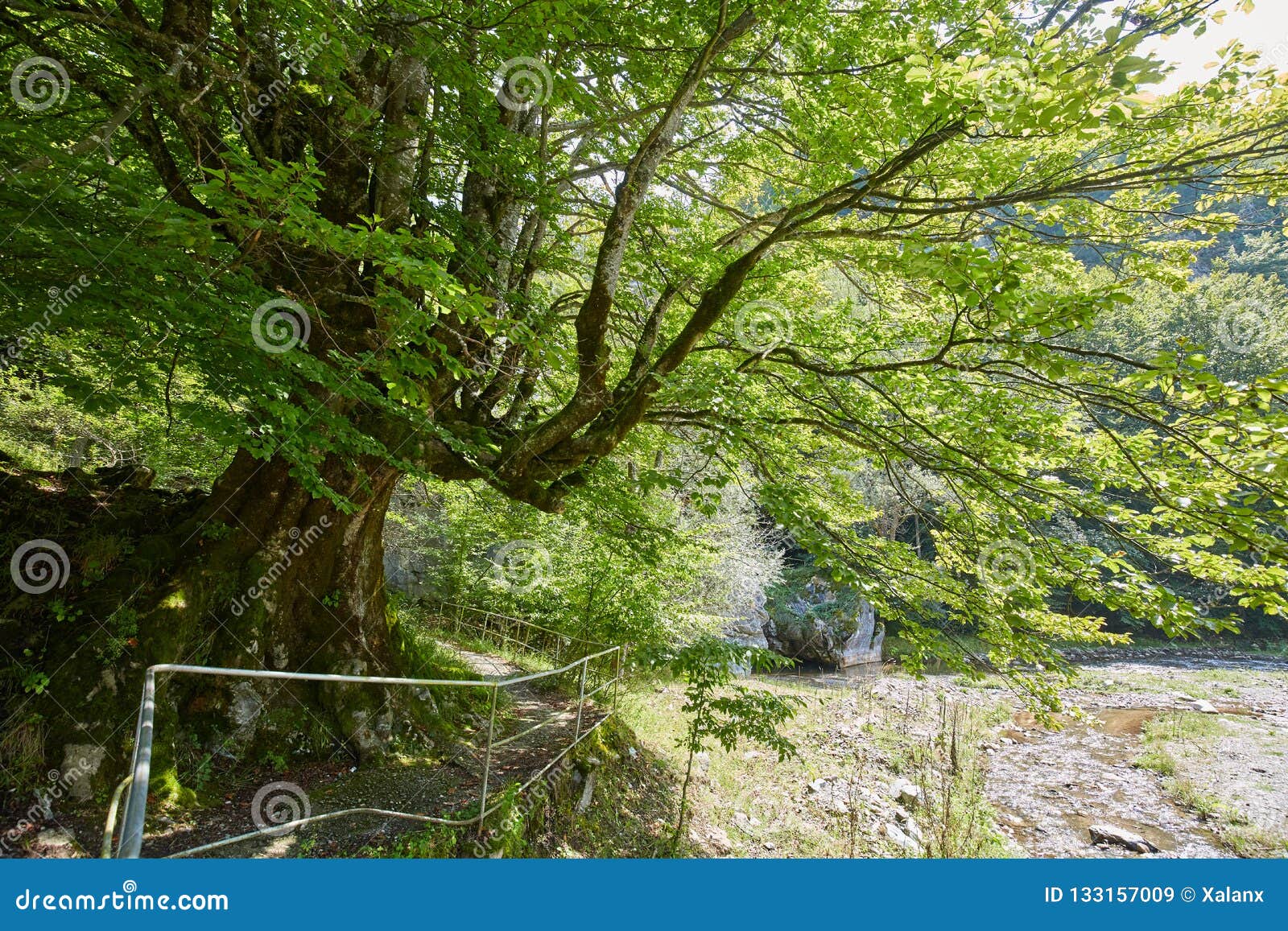 Big beech tree stock image. Image of outdoor, forest - 133157009