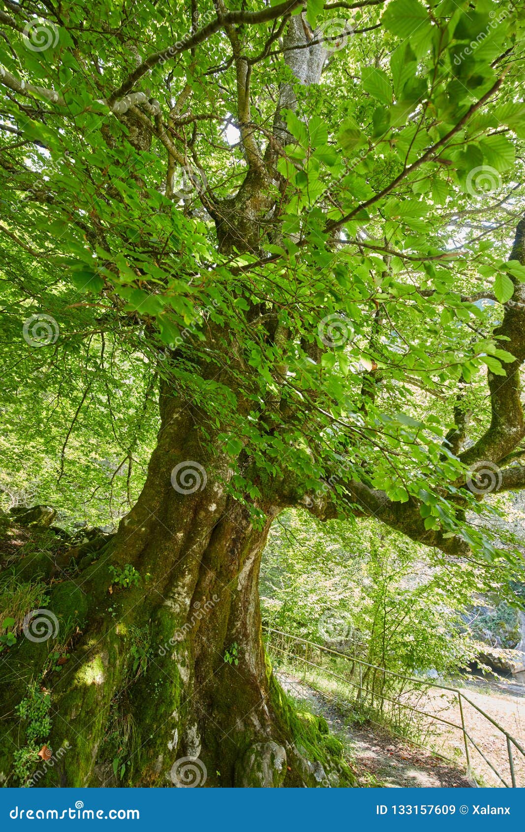 Big beech tree stock image. Image of foliage, nature - 133157609