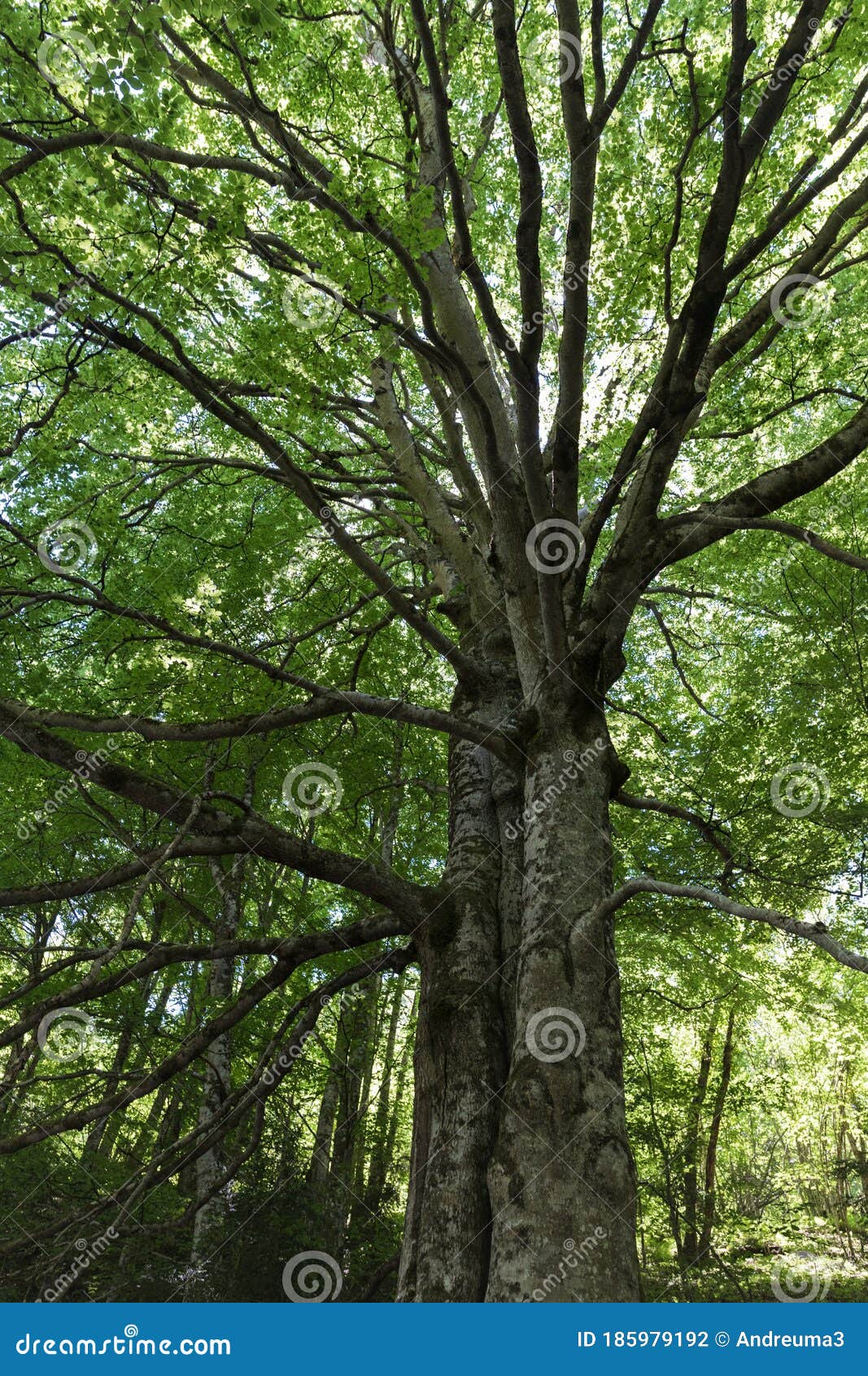 Big beech tree stock photo. Image of branch, green, plant - 185979192