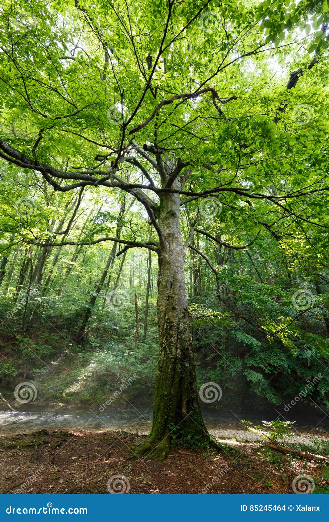 Large Beech Tree by the River Stock Photo - Image of trunk, perspective: 85245464