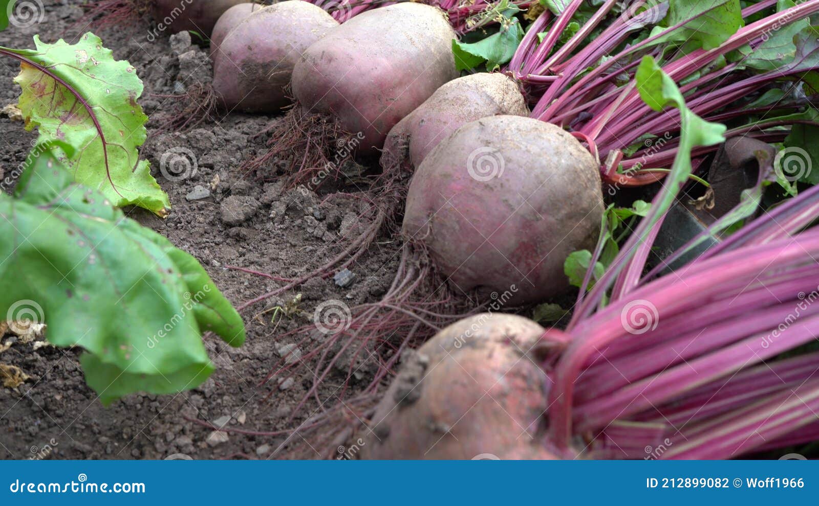 Big Beet is Lying on the Ground in the Garden. Harvesting Red Beets in ...