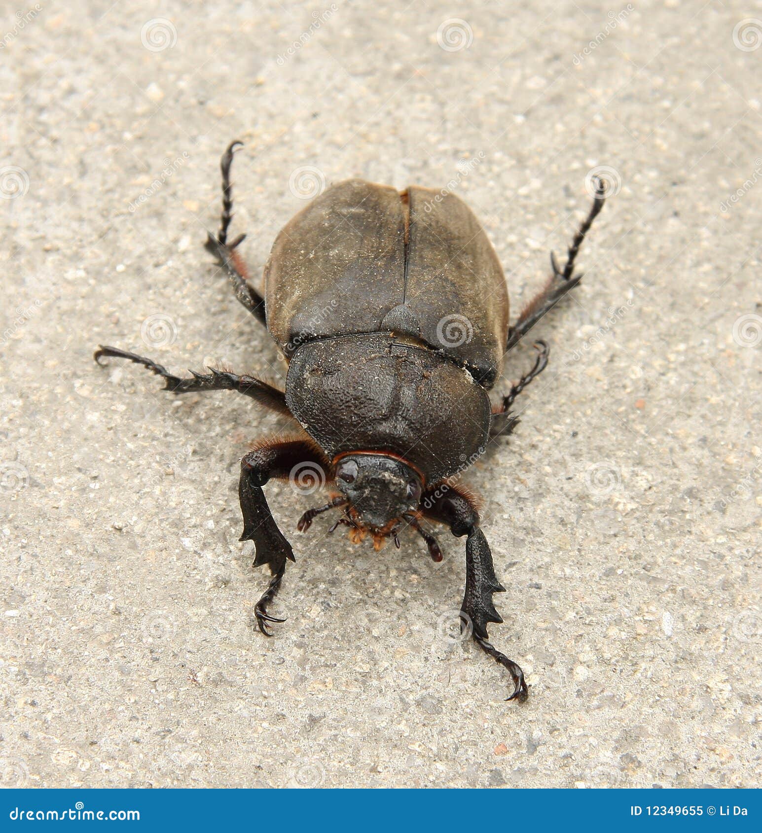 Big beetle stock image. Image of large, focos, slow, wildlife - 12349655