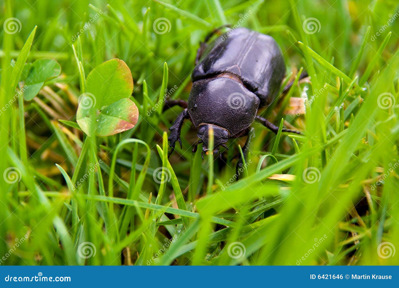 Big beetle stock photo. Image of genus, catch, crawling - 6421646
