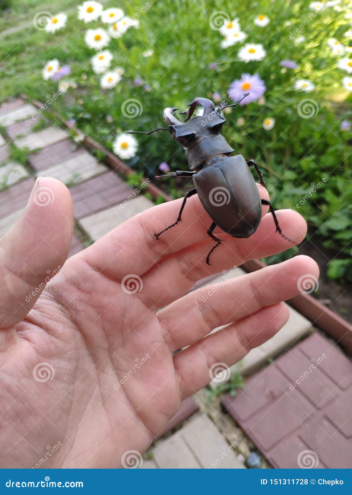 Big Beetle Deer Sits in Man Hands Stock Photo - Image of antler, horned ...