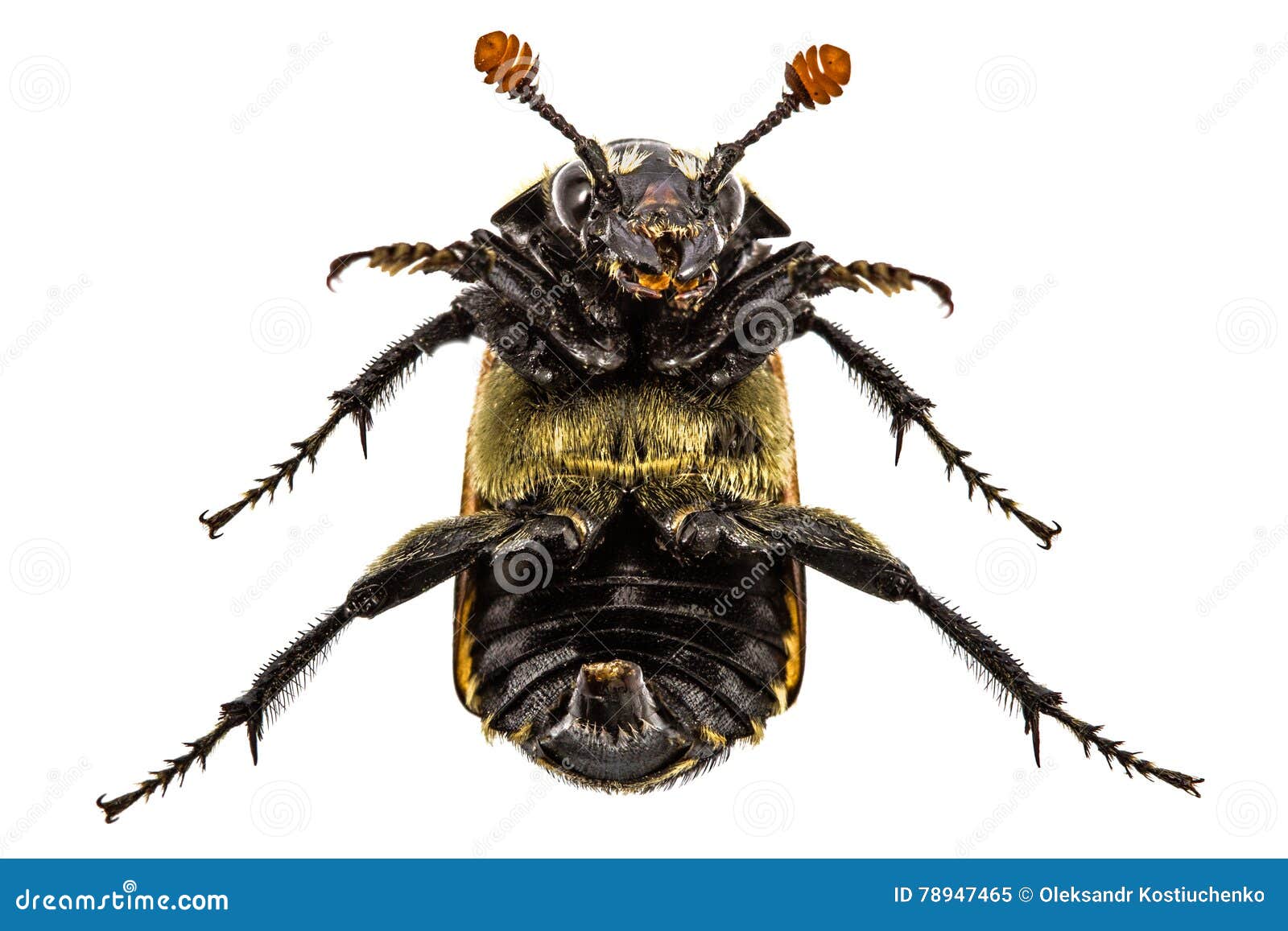 Big Beetle of Inverted on the Back, Isolated on White Stock Image ...