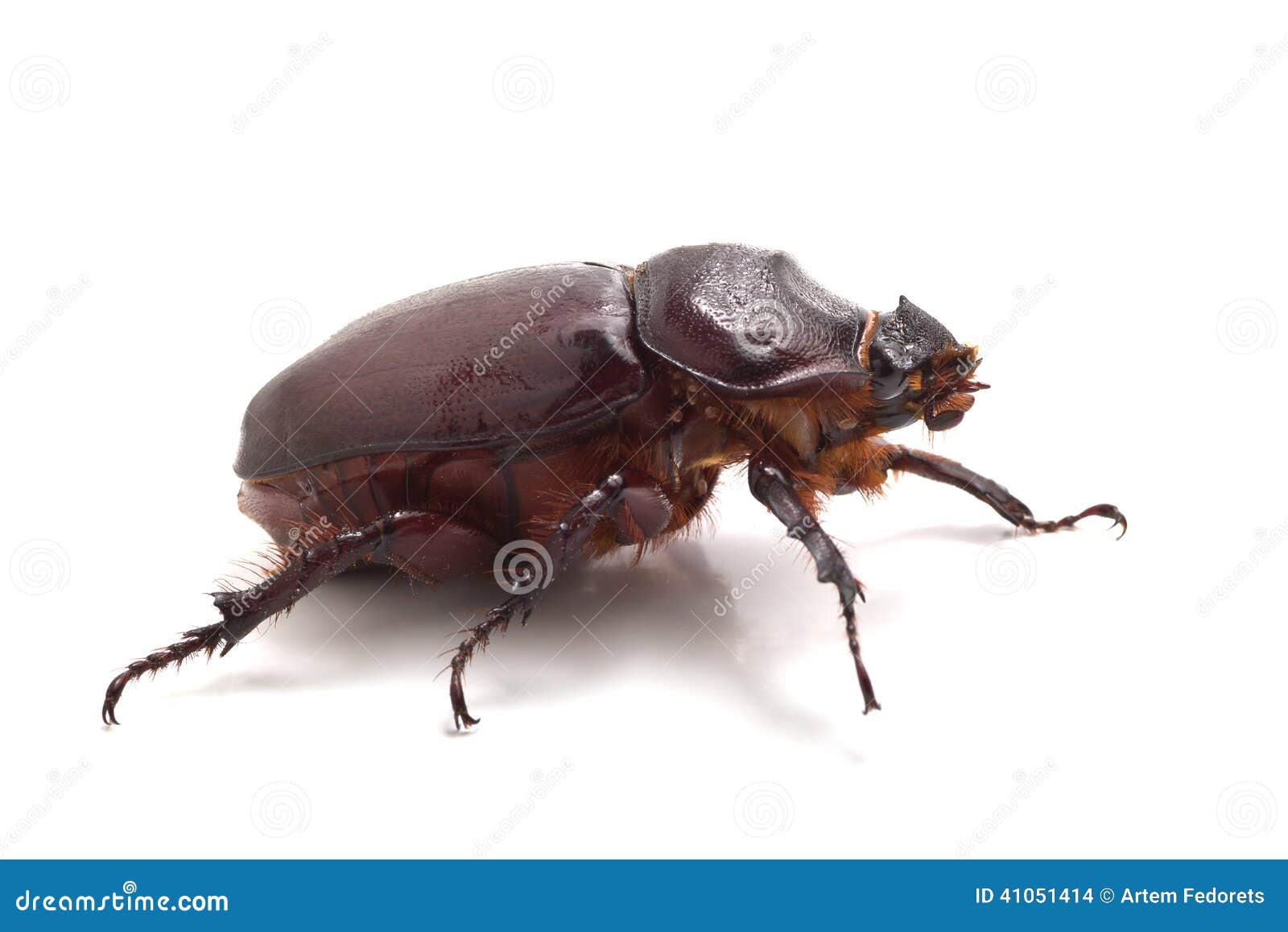 Big beetle stock photo. Image of macro, nature, arthropod - 41051414