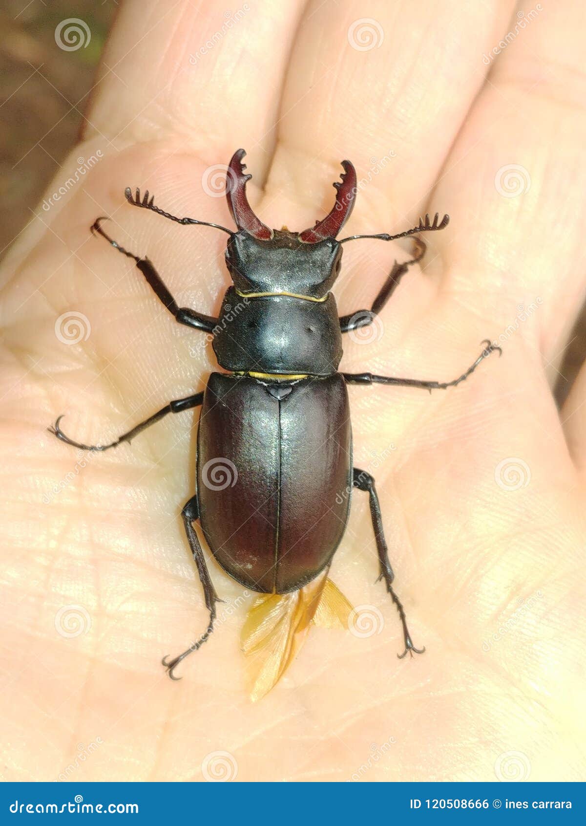 Big beetle stock photo. Image of lycanus, insect, beetle - 120508666