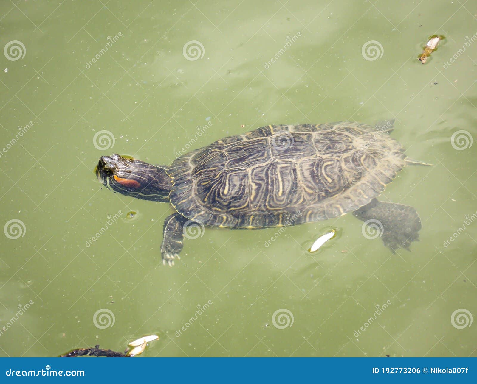 Big Bend Slider Turtle Close Up Stock Photo - Image of sunbathing ...