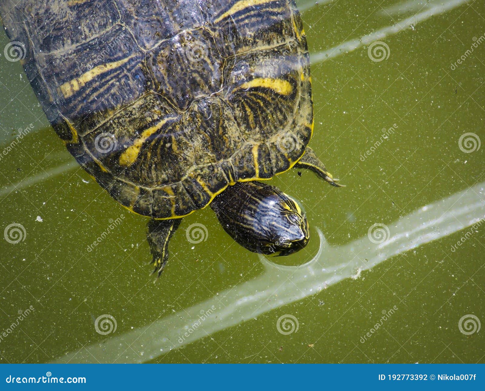 Big Bend Slider Turtle Close Up Stock Photo - Image of animal, reptile ...
