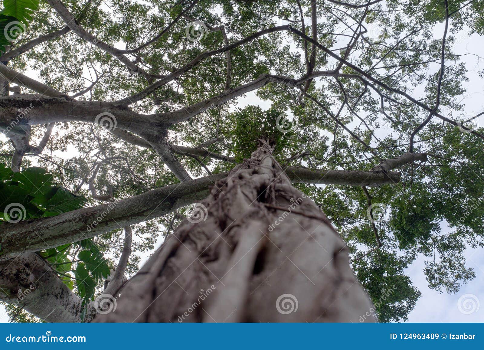 Big Benjamin Tree Branches Lianas Roots Stock Image - Image of plant ...