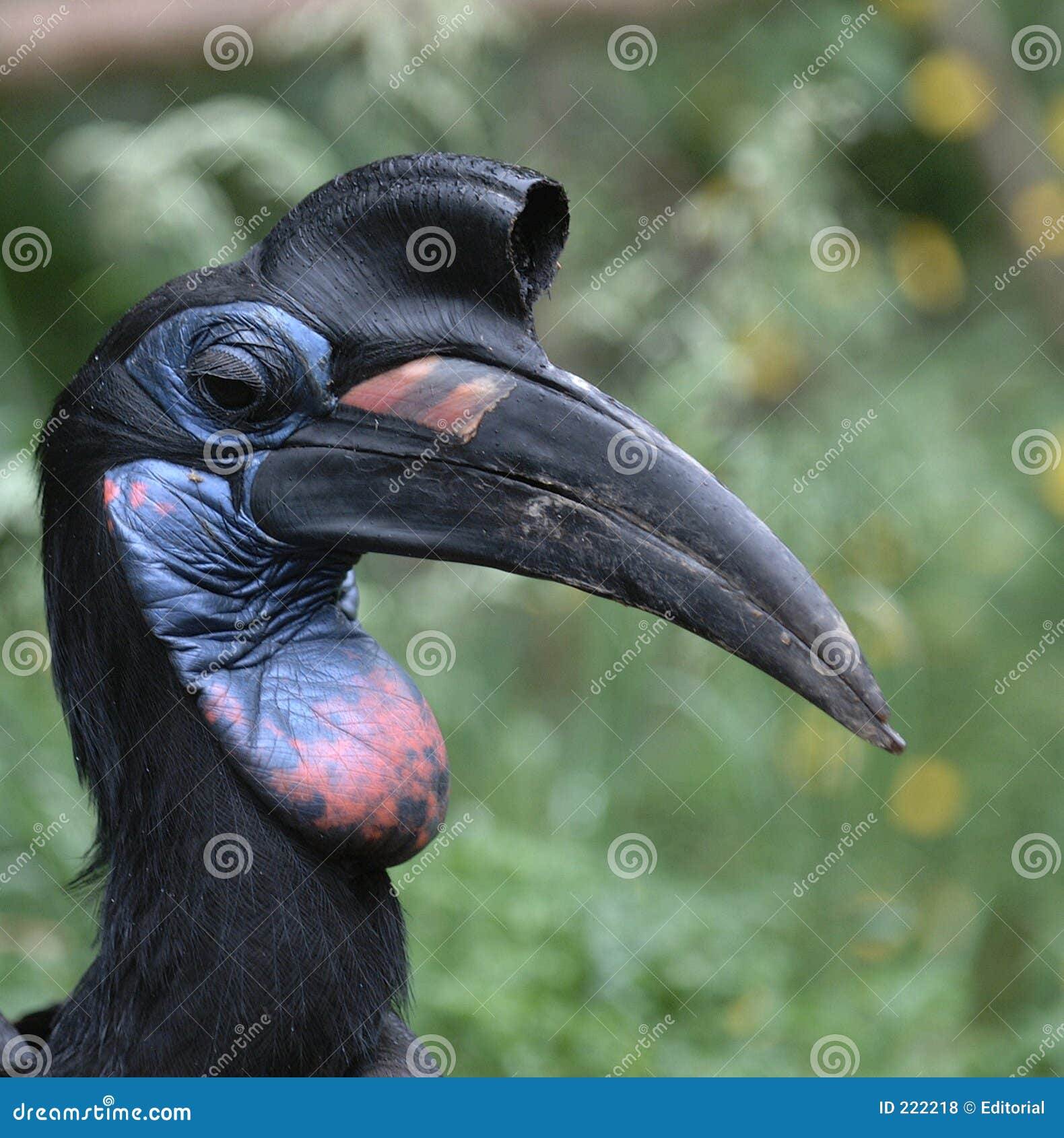Big Bill Bird stock photo. Image of hornbill, autumn, offspring - 222218