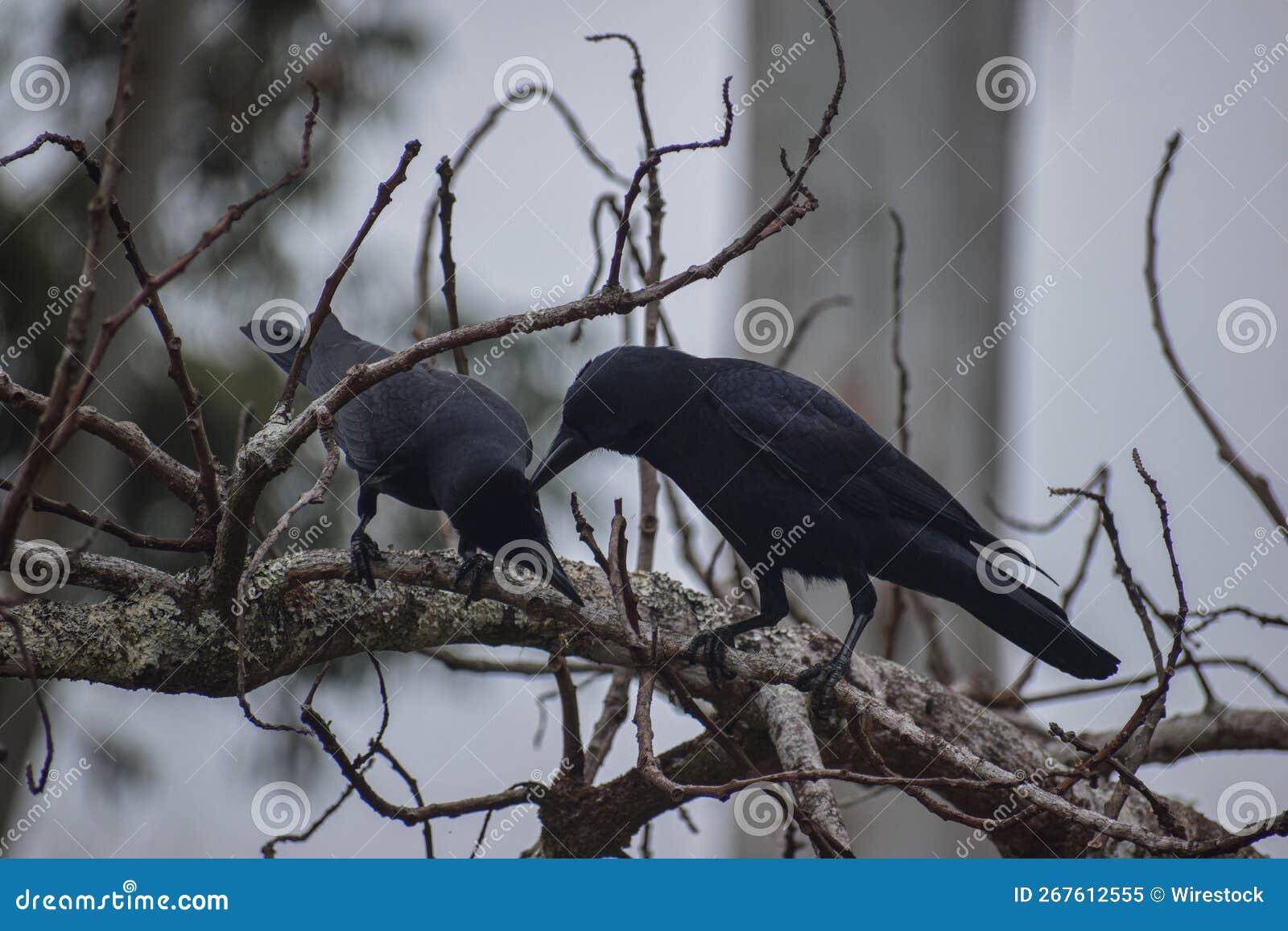 Big-billed Crows (Corvus Macrorhynchos) Perched on a Tree Stock Image ...