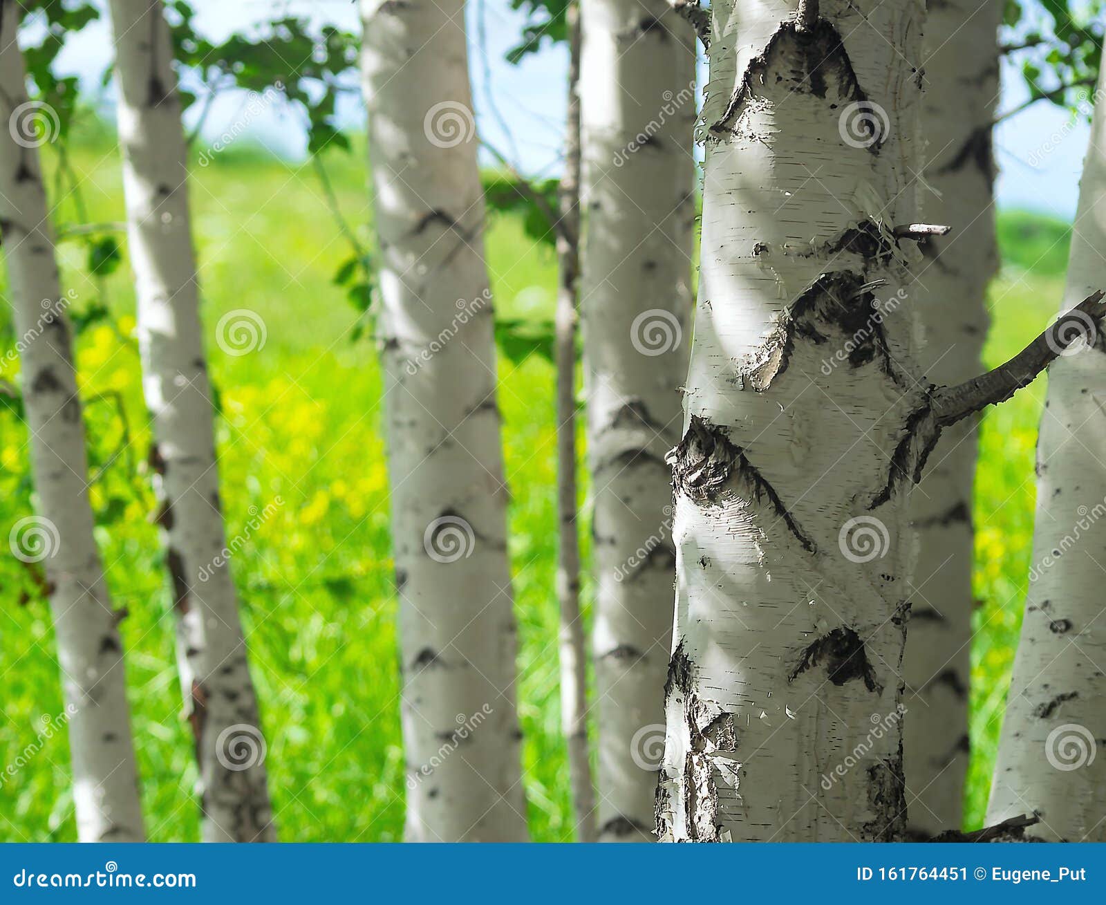 Big Birch Tree Trunk and Blurred Smaller Trunks and a Grassy Hillside ...