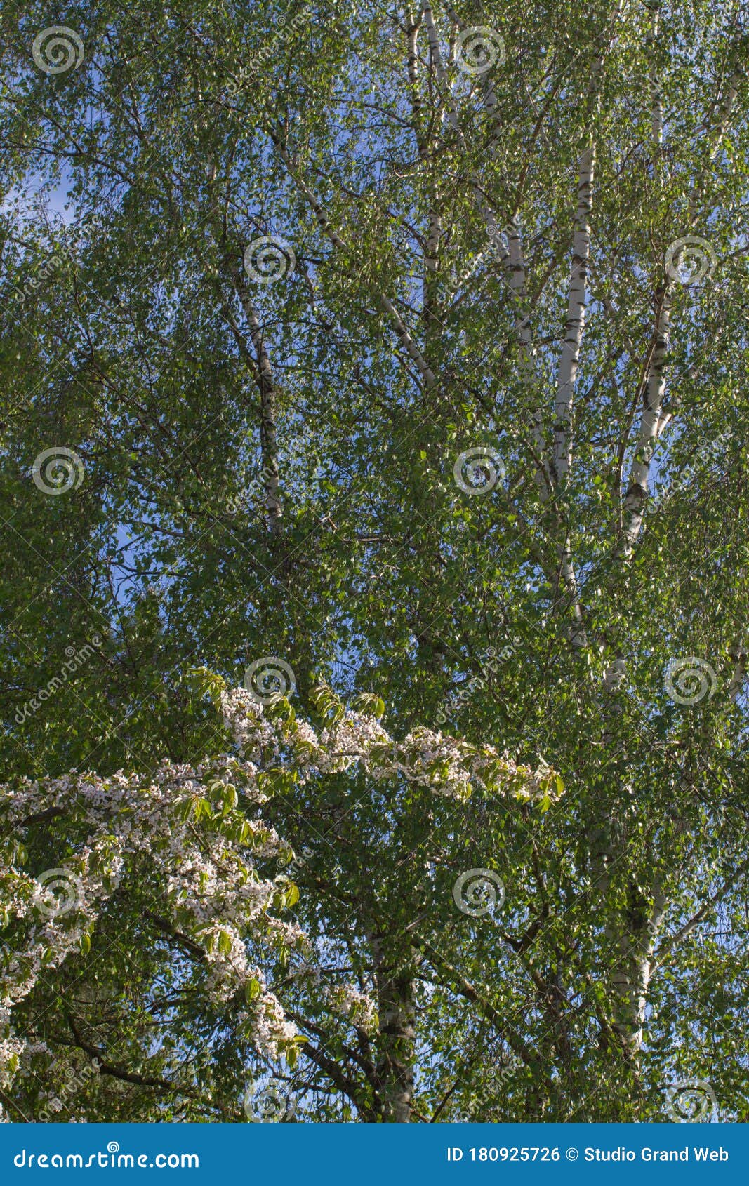 Big Birch Trees Over Blue Sky with Cherry Blossom Branches Stock Photo ...