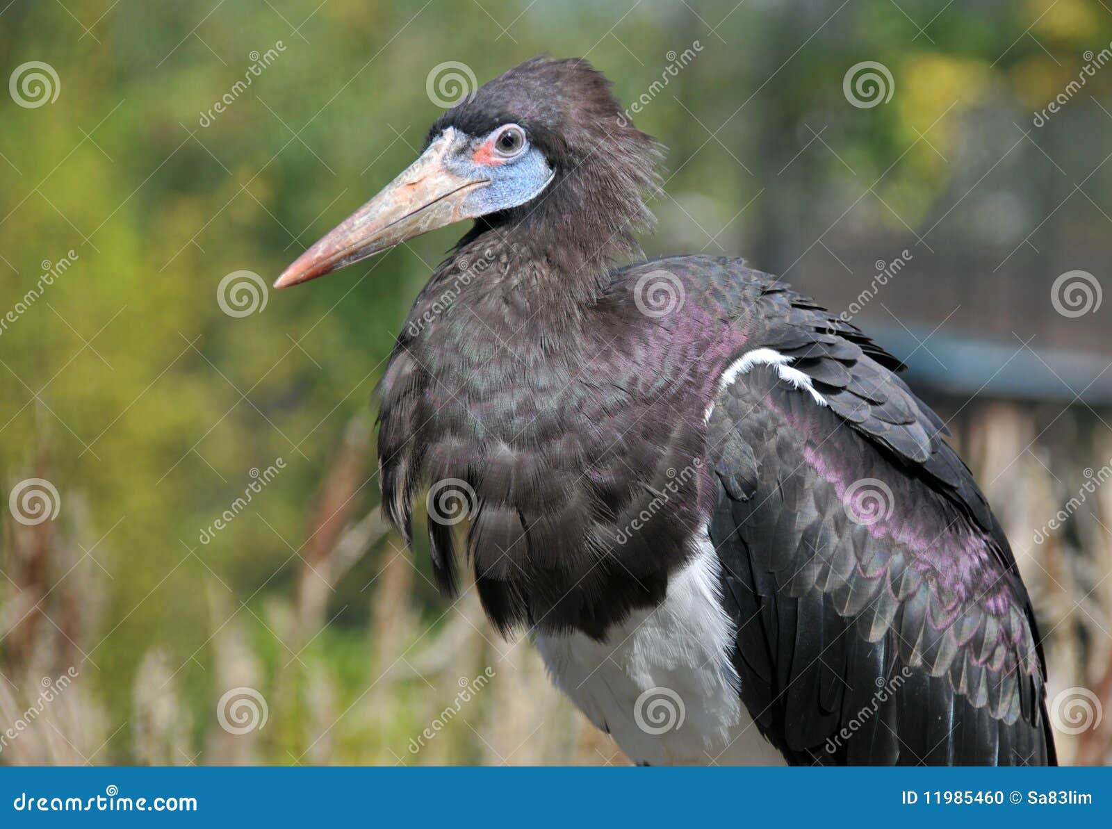 Big Bird stock photo. Image of alwardi, england, telefoto - 11985460