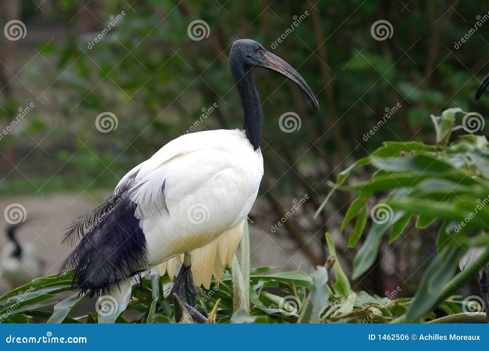 Big bird stock photo. Image of single, feathers, brazilian - 1462506