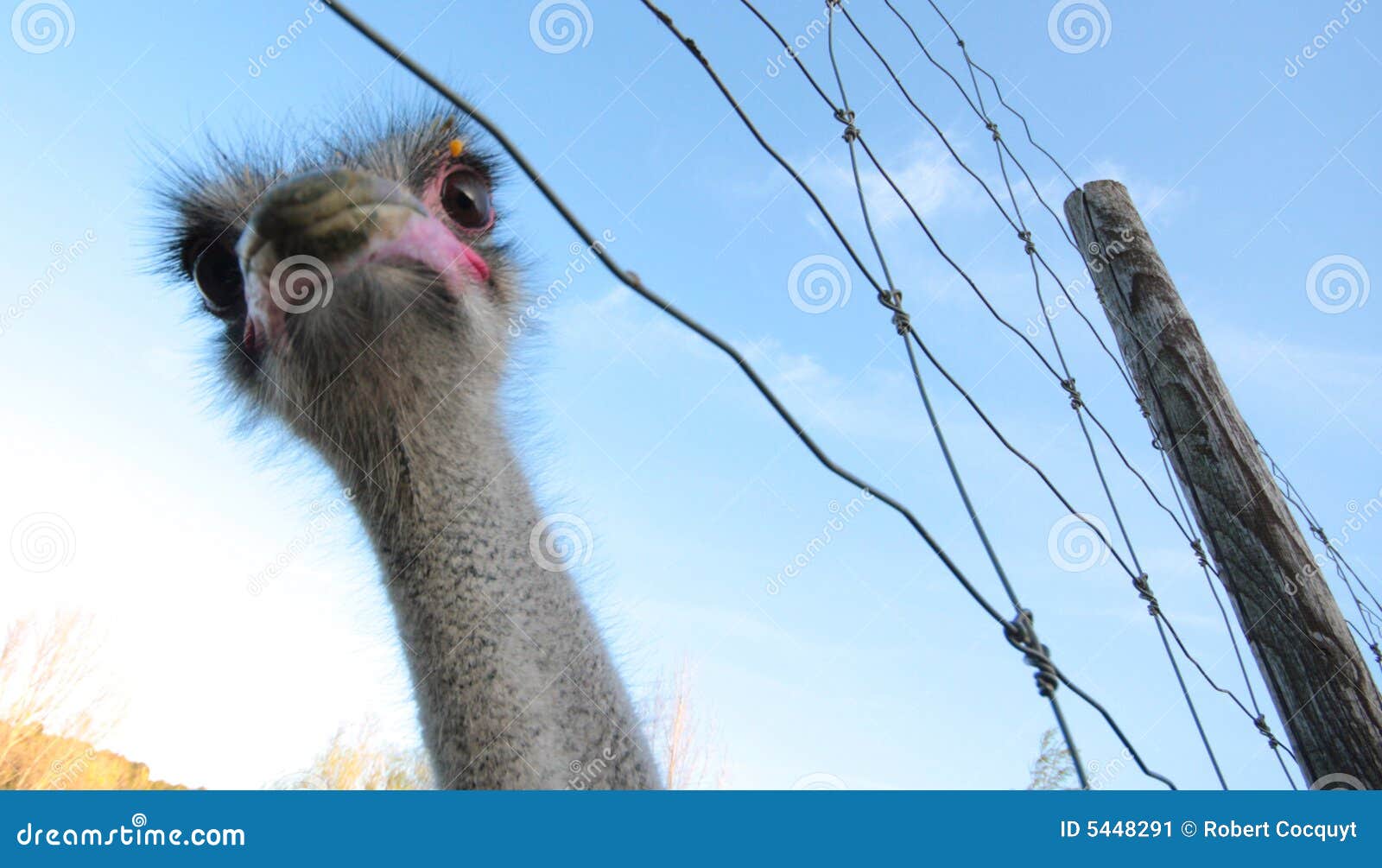 Big Bird stock image. Image of staring, lashes, curious - 5448291