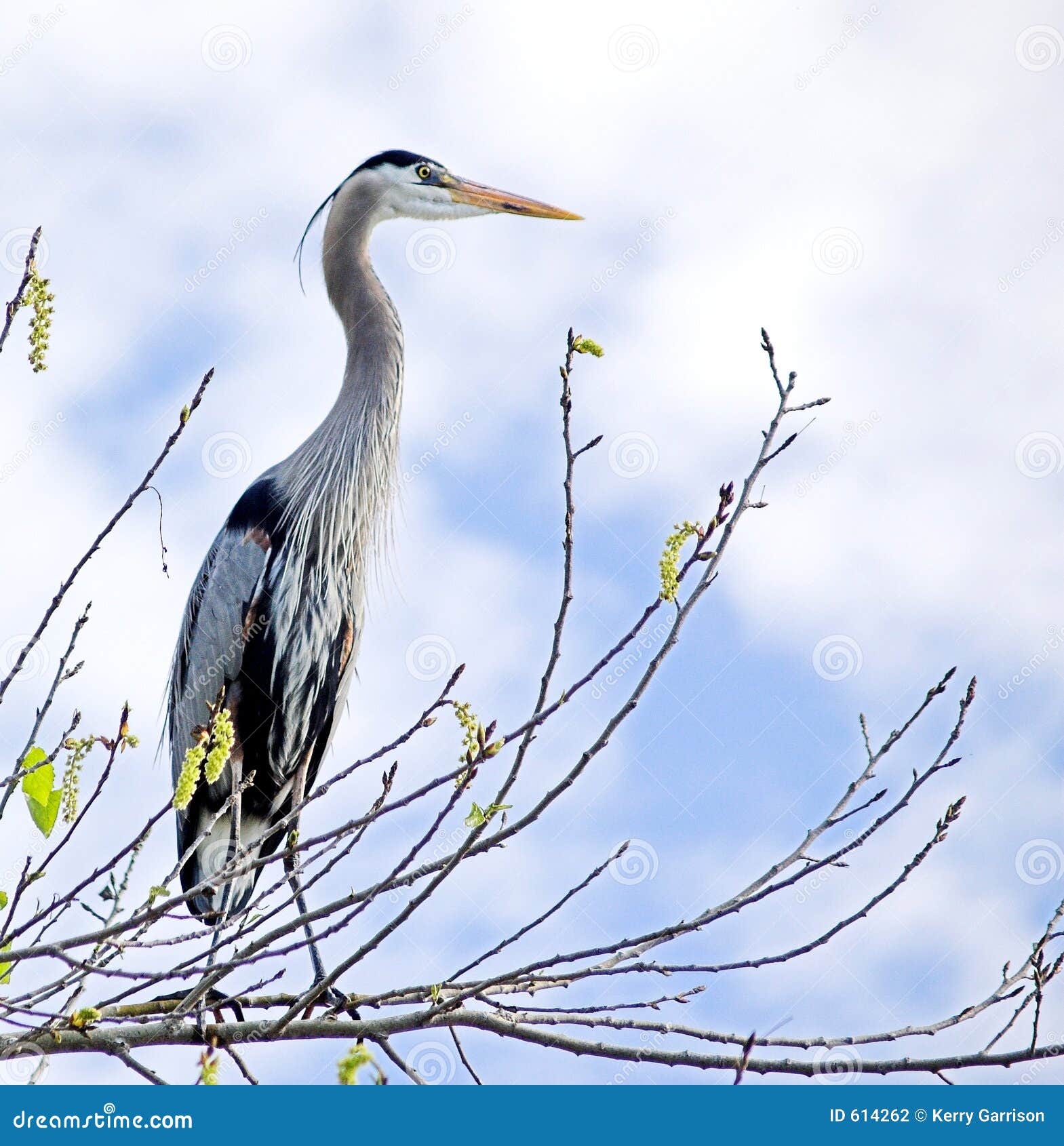 Big Bird stock photo. Image of bird, preserve, wildlife - 614262