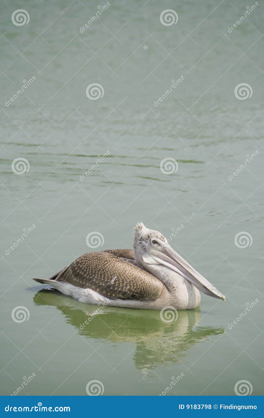 Big bird stock photo. Image of countryside, exclusive - 9183798