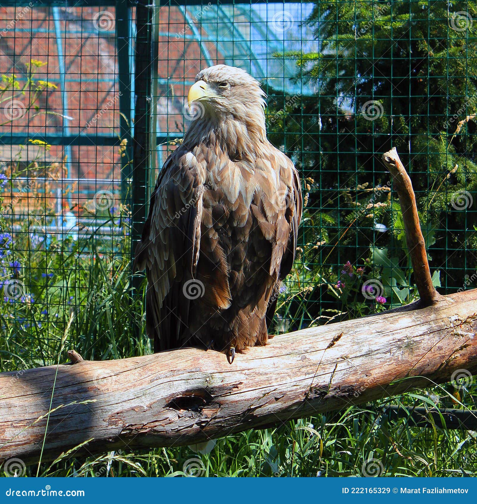 Big bird stock image. Image of animal, nature, forest - 222165329